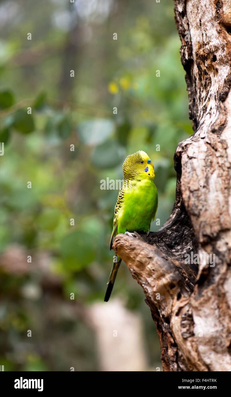 A portrait photo of budgerigar parrot near the nest Stock Photo - Alamy
