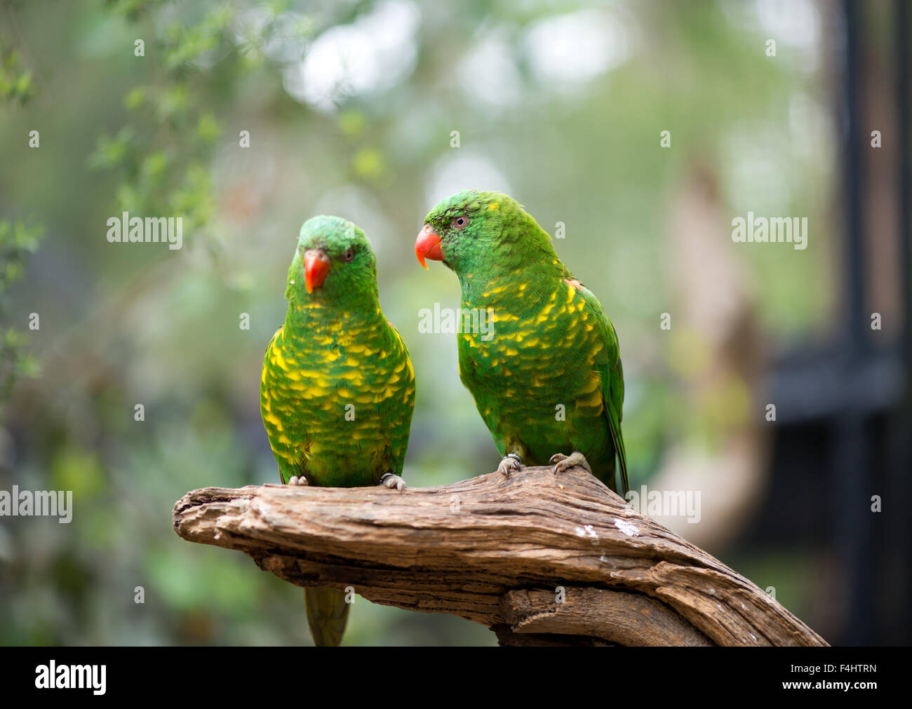 Couple of scaly-breasted lorikeets on a branch of tree Stock Photo - Alamy