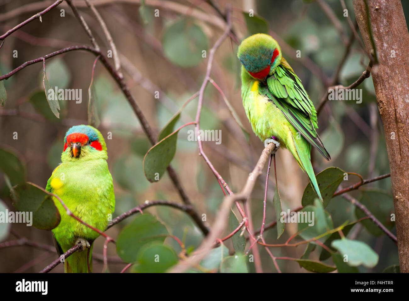 Australian swift parrots sitting on a tree Stock Photo - Alamy