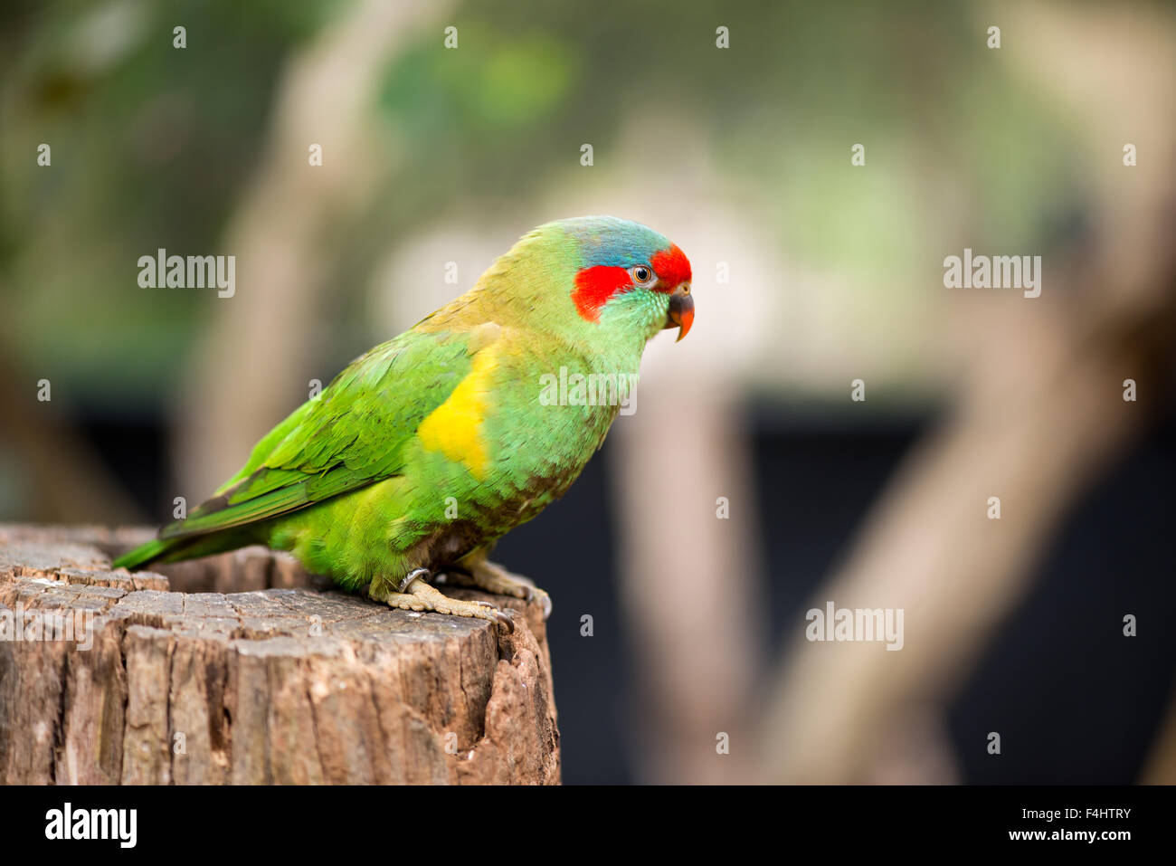 Swift parrot australia hi-res stock photography and images - Alamy
