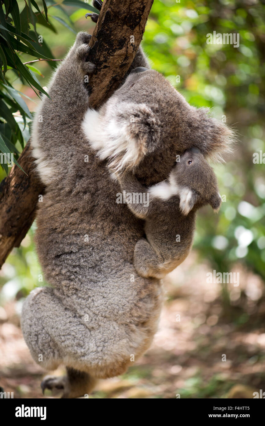 Koala joey hi-res stock photography and images - Alamy