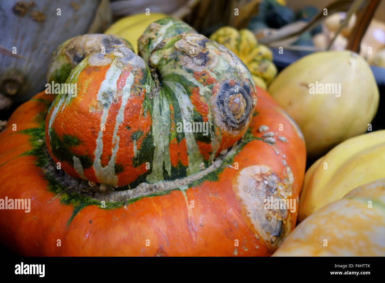 Bumpy gourds hi-res stock photography and images - Alamy