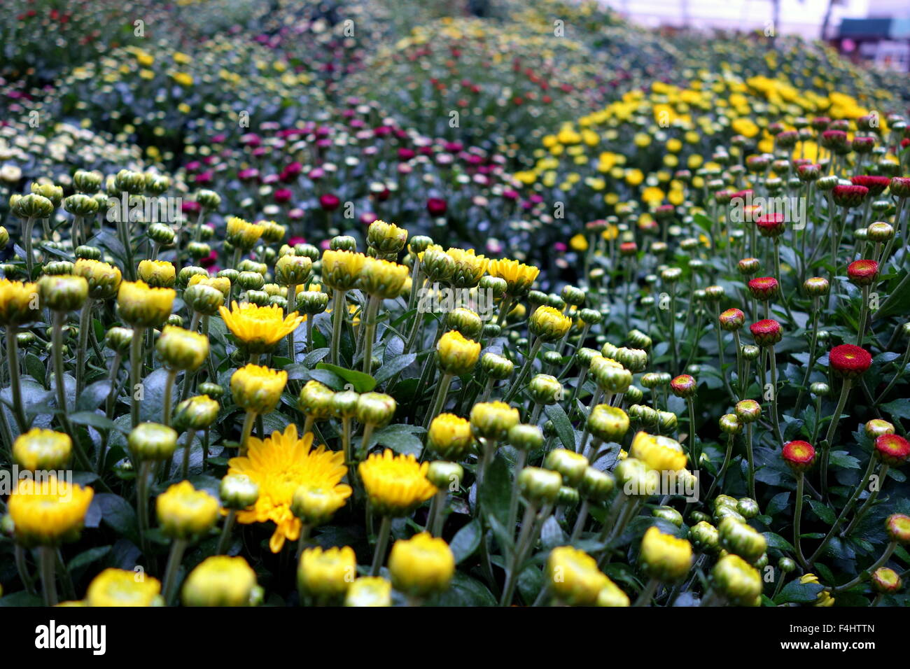 Colorful fall chrysanthemums (mums Stock Photo - Alamy