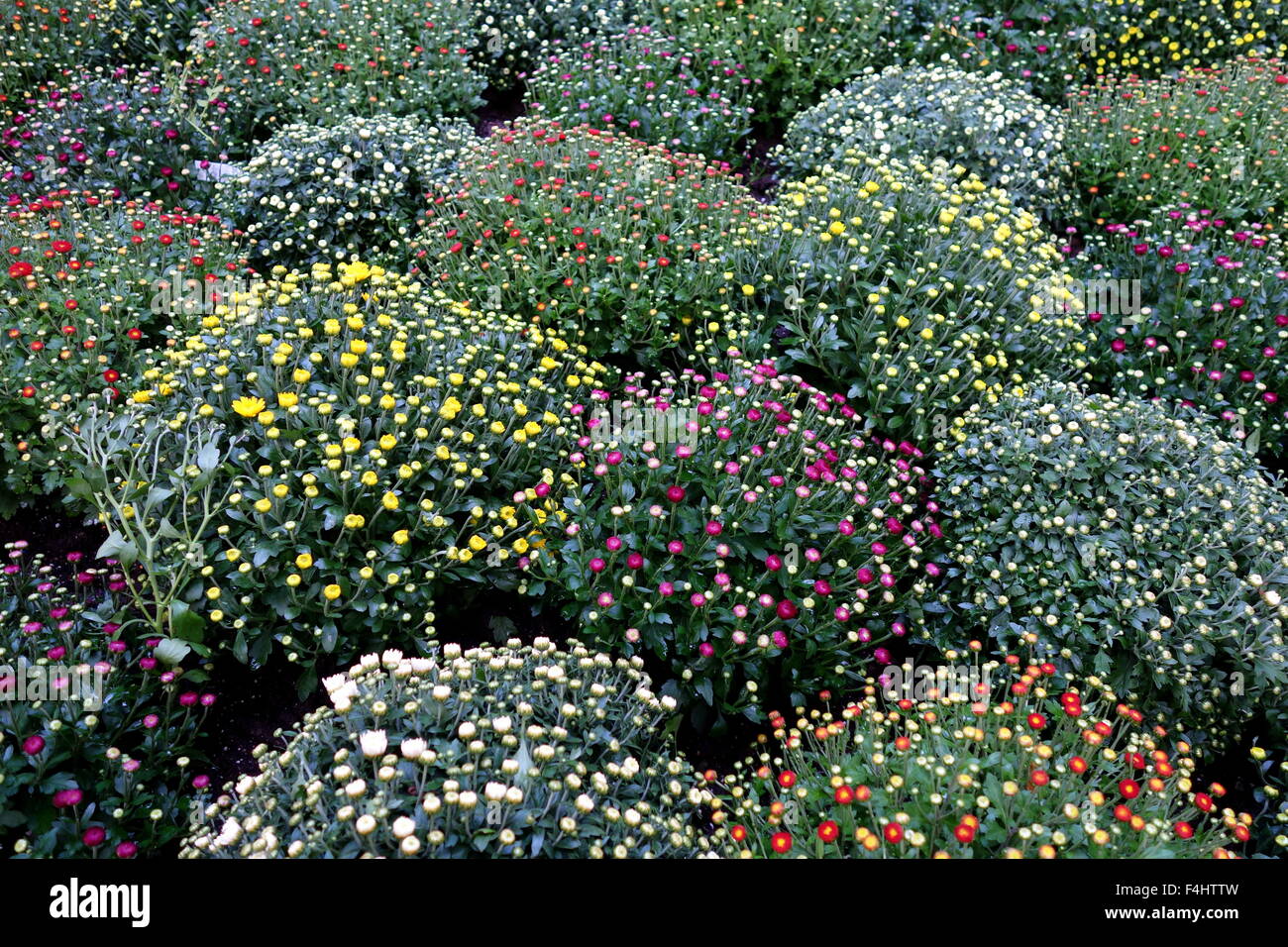 Colorful fall chrysanthemums (mums Stock Photo - Alamy
