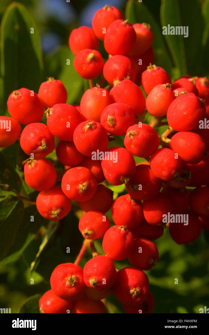 Cascade mountain ash hi-res stock photography and images - Alamy