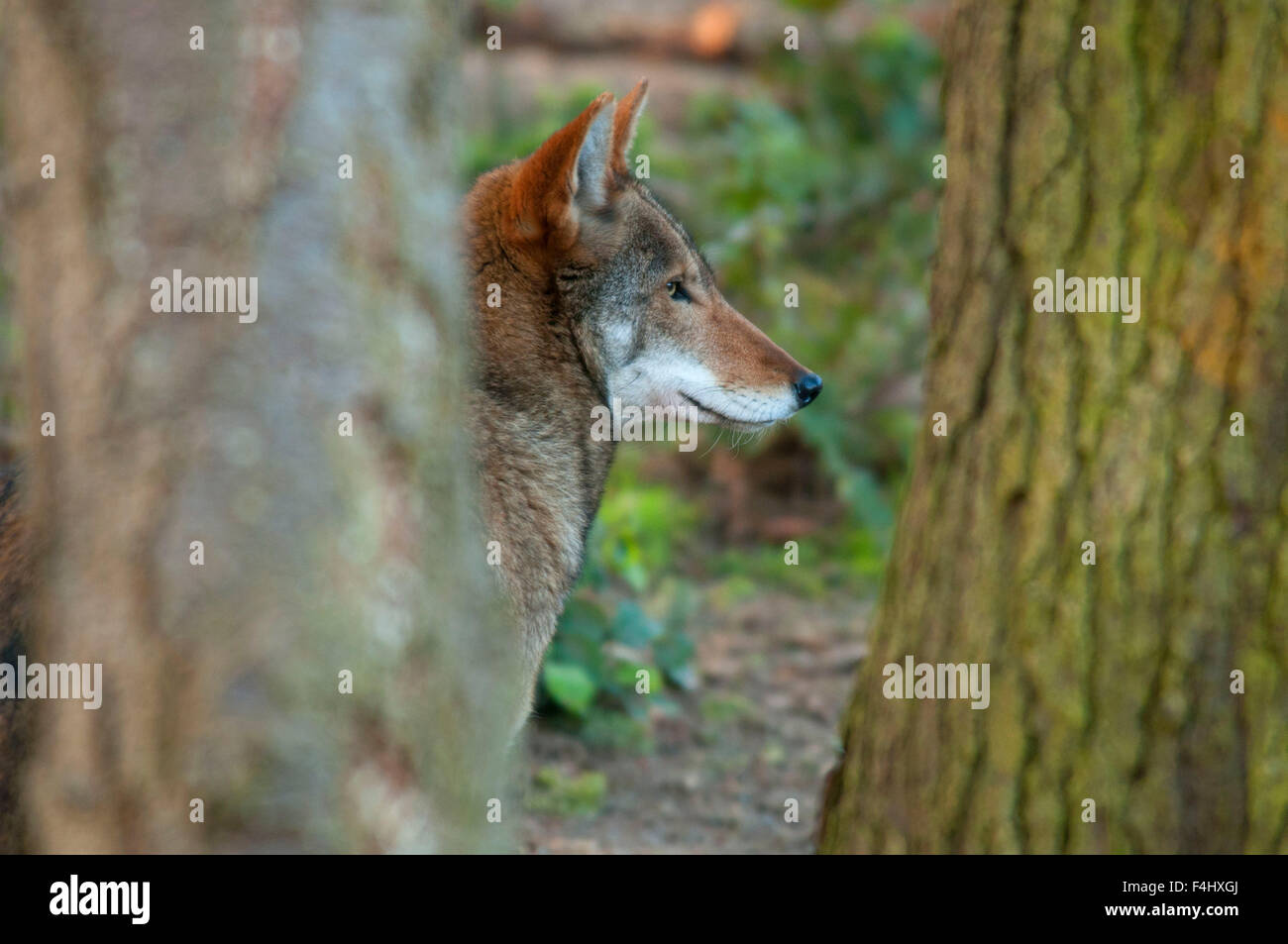Red wolf, Point Defiance Zoo and Aquarium, Point Defiance Park, Tacoma ...