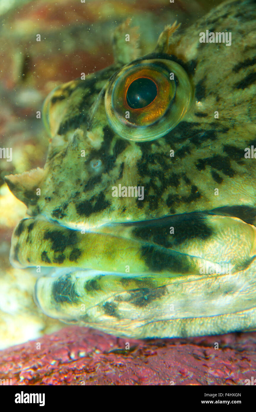 Cabazon Fish Filleting