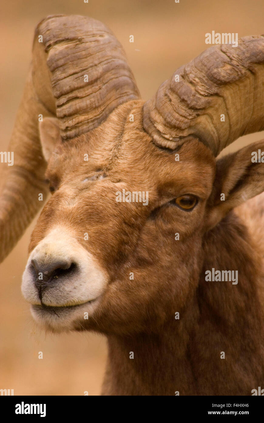 Bighorn sheep, Oak Creek Wildlife Area, Washington Stock Photo - Alamy