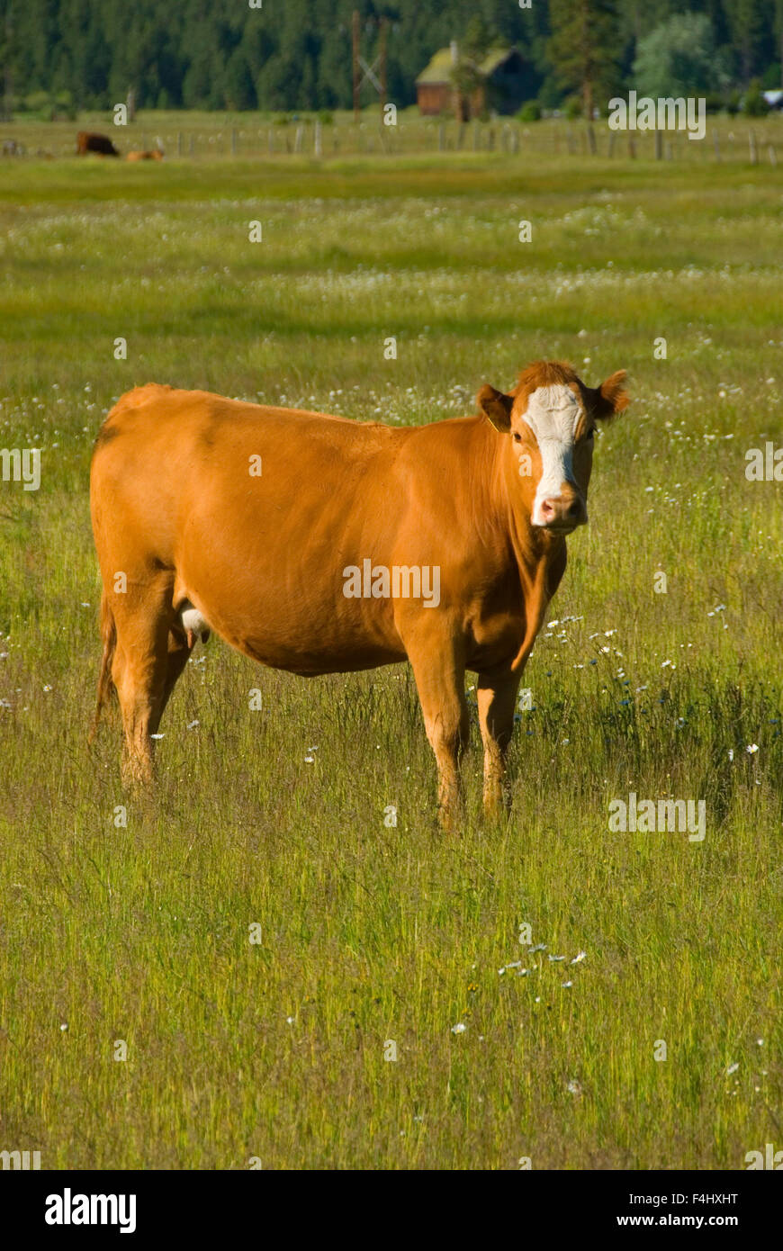 Cattle on the prairie hi-res stock photography and images - Alamy
