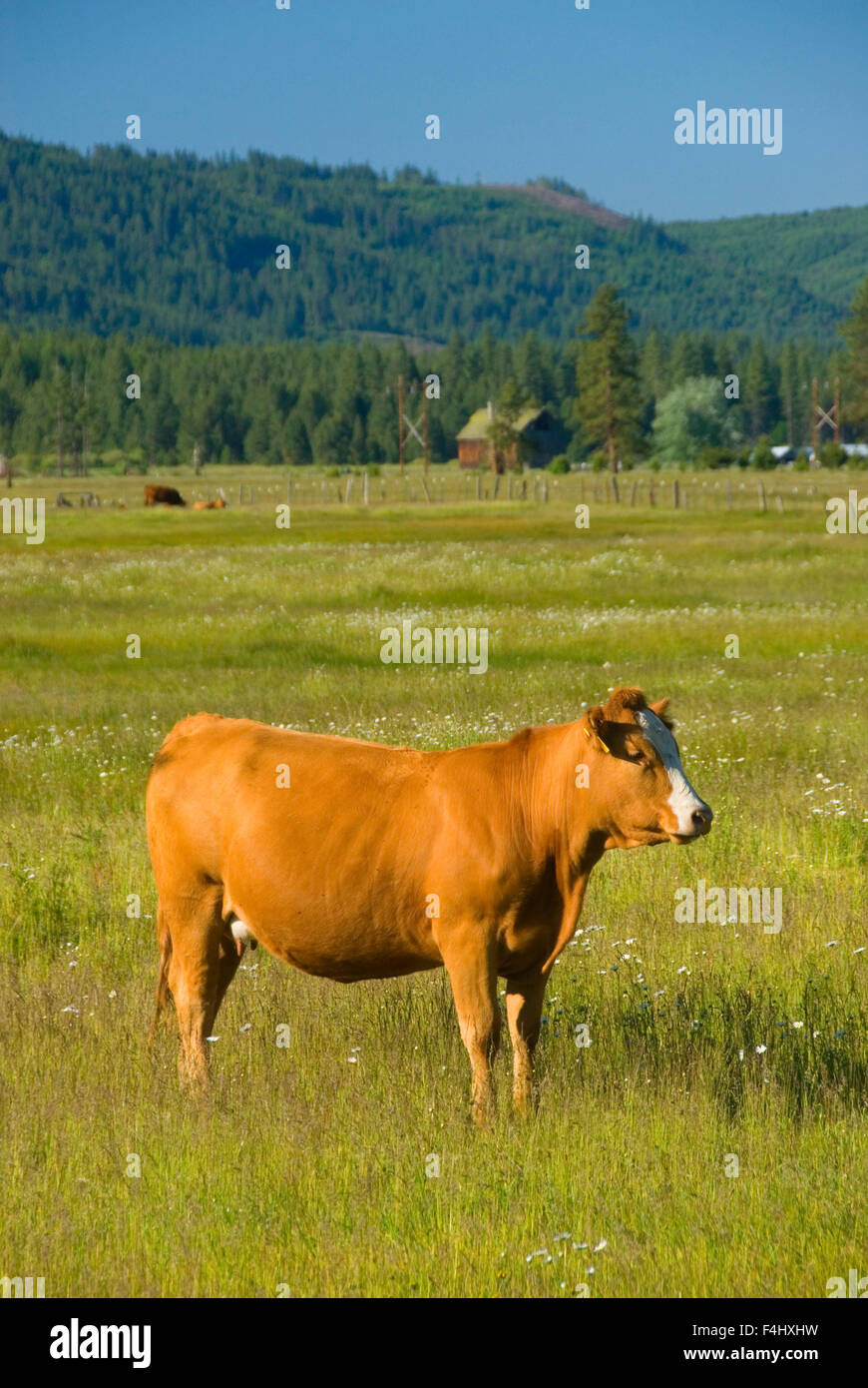 Prairie cattle hi-res stock photography and images - Alamy
