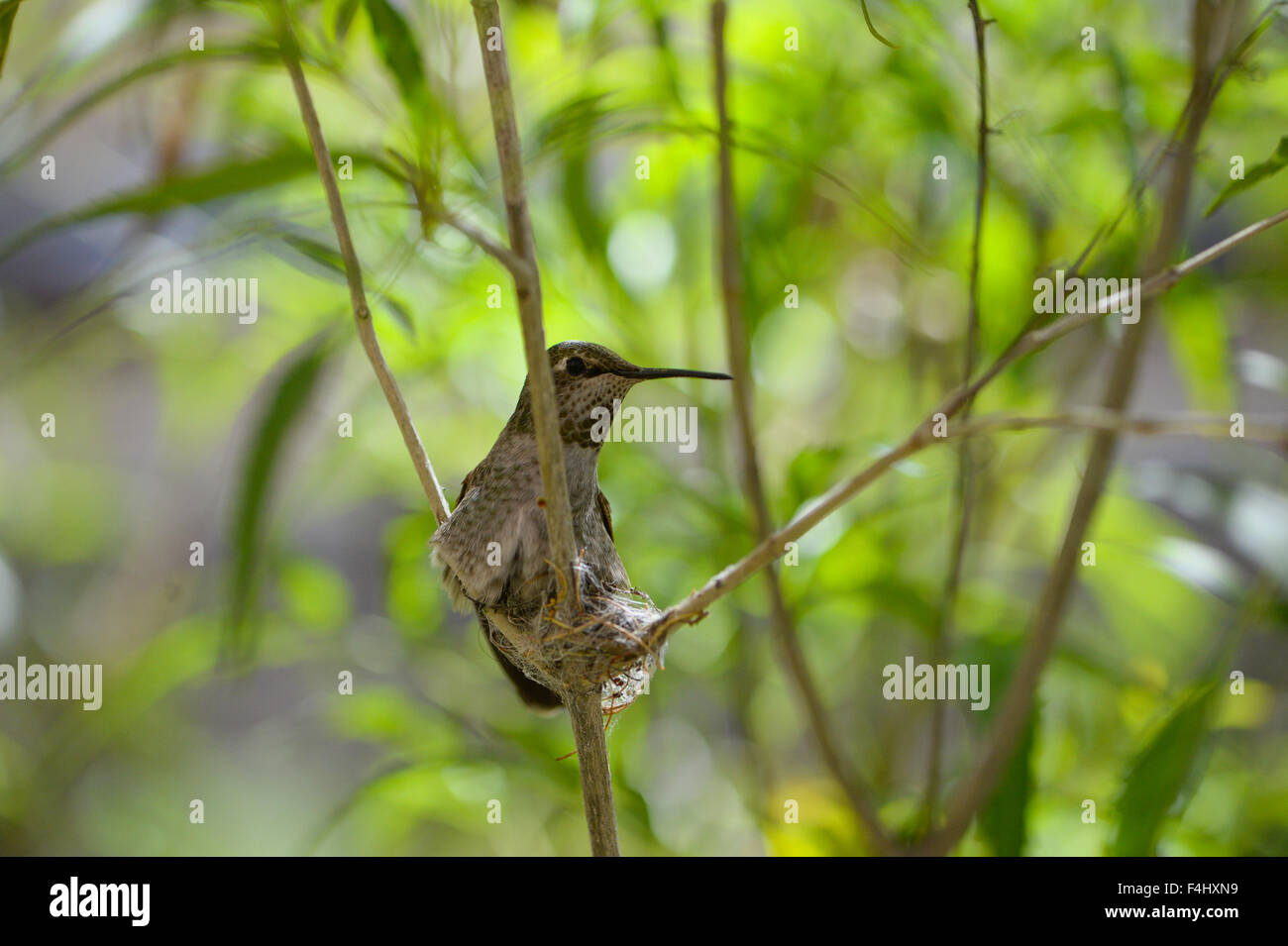 Hummingbird feeding babies hi-res stock photography and images - Alamy