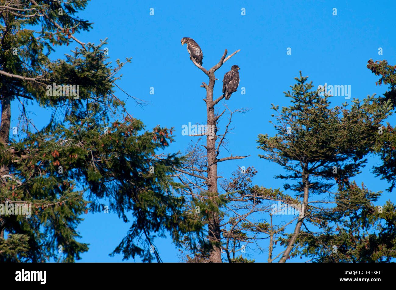 Bald eagle, Padilla Bay National Estuarine Reserve, Washington Stock ...