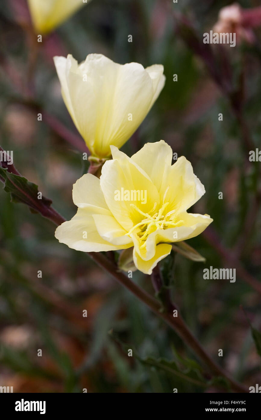 Oenothera 'Apricot Delight'. Evening primrose flower Stock Photo - Alamy