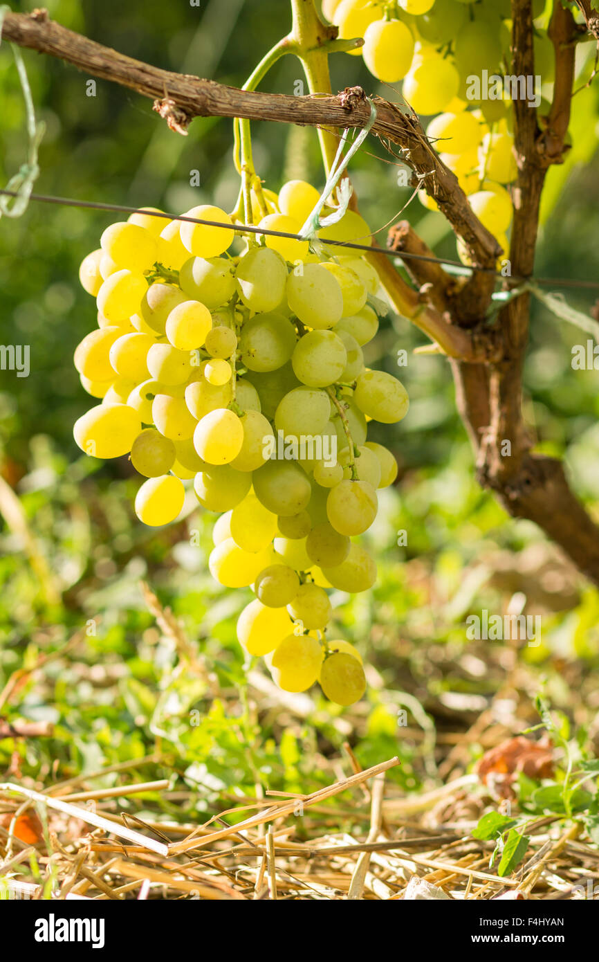 Cluster of white table grape on vine. Viticulture background Stock ...