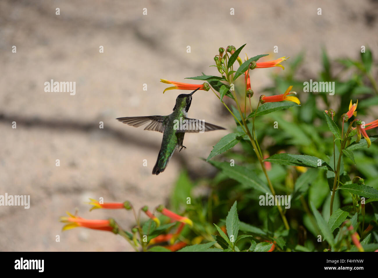 Hummingbird in flight Stock Photo - Alamy