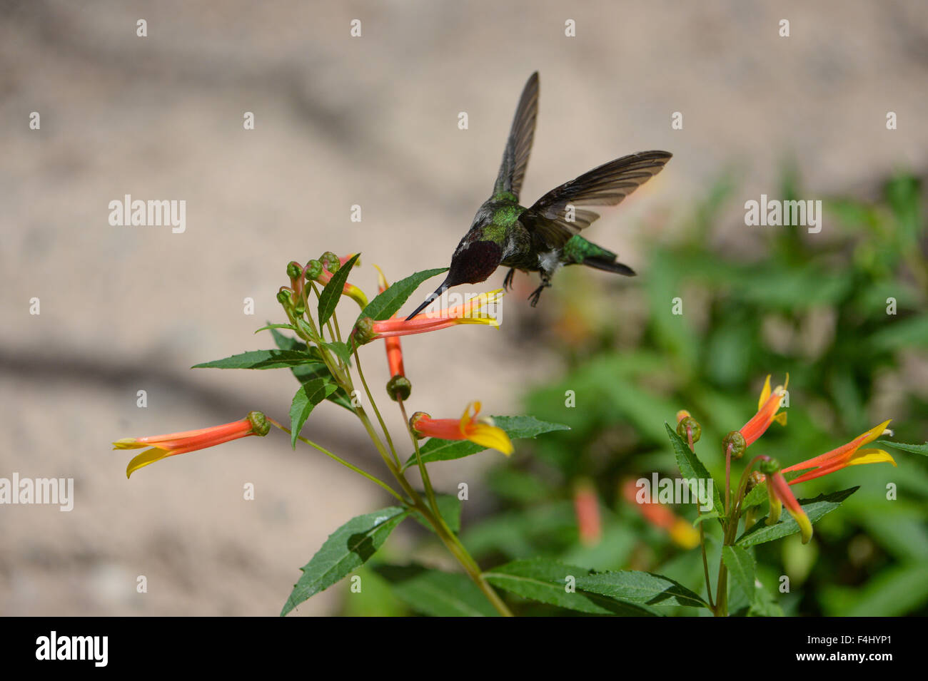 Hummingbird wings frozen in flight hi-res stock photography and images ...