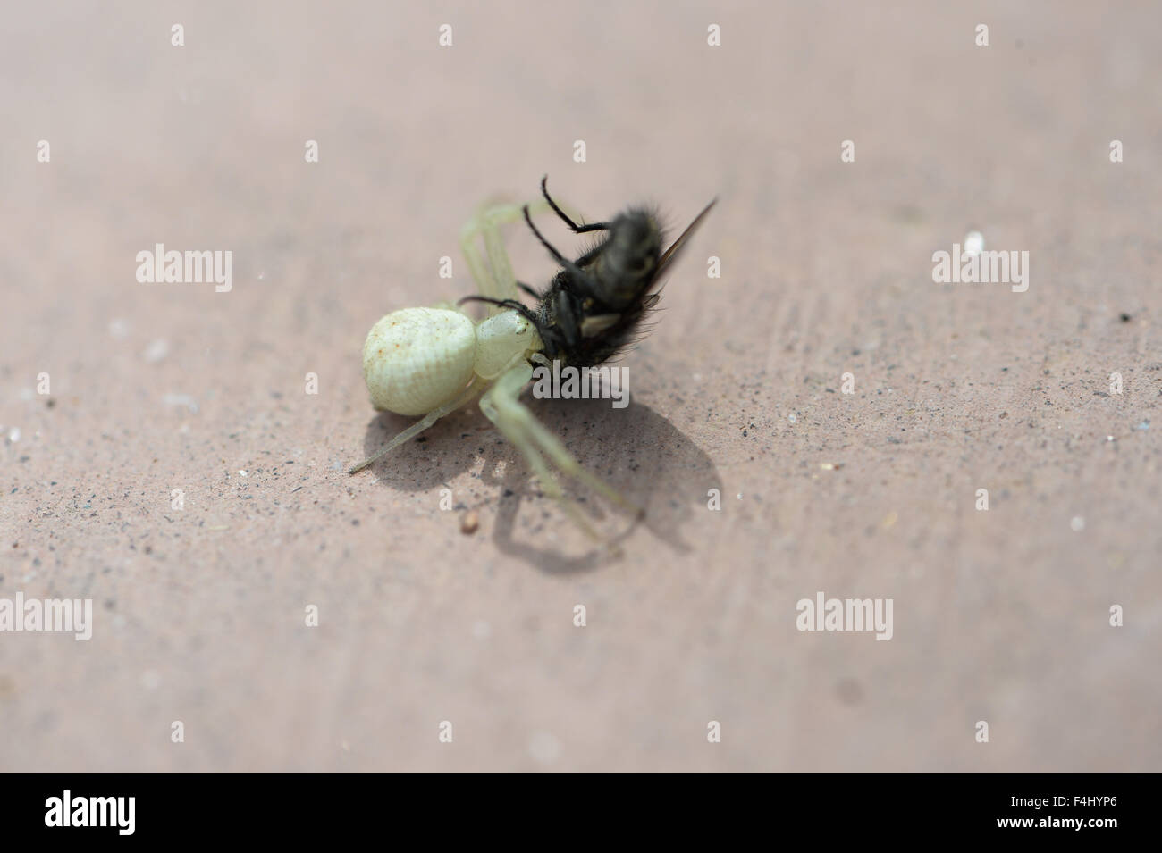 Crab Spider eating a fly Stock Photo - Alamy