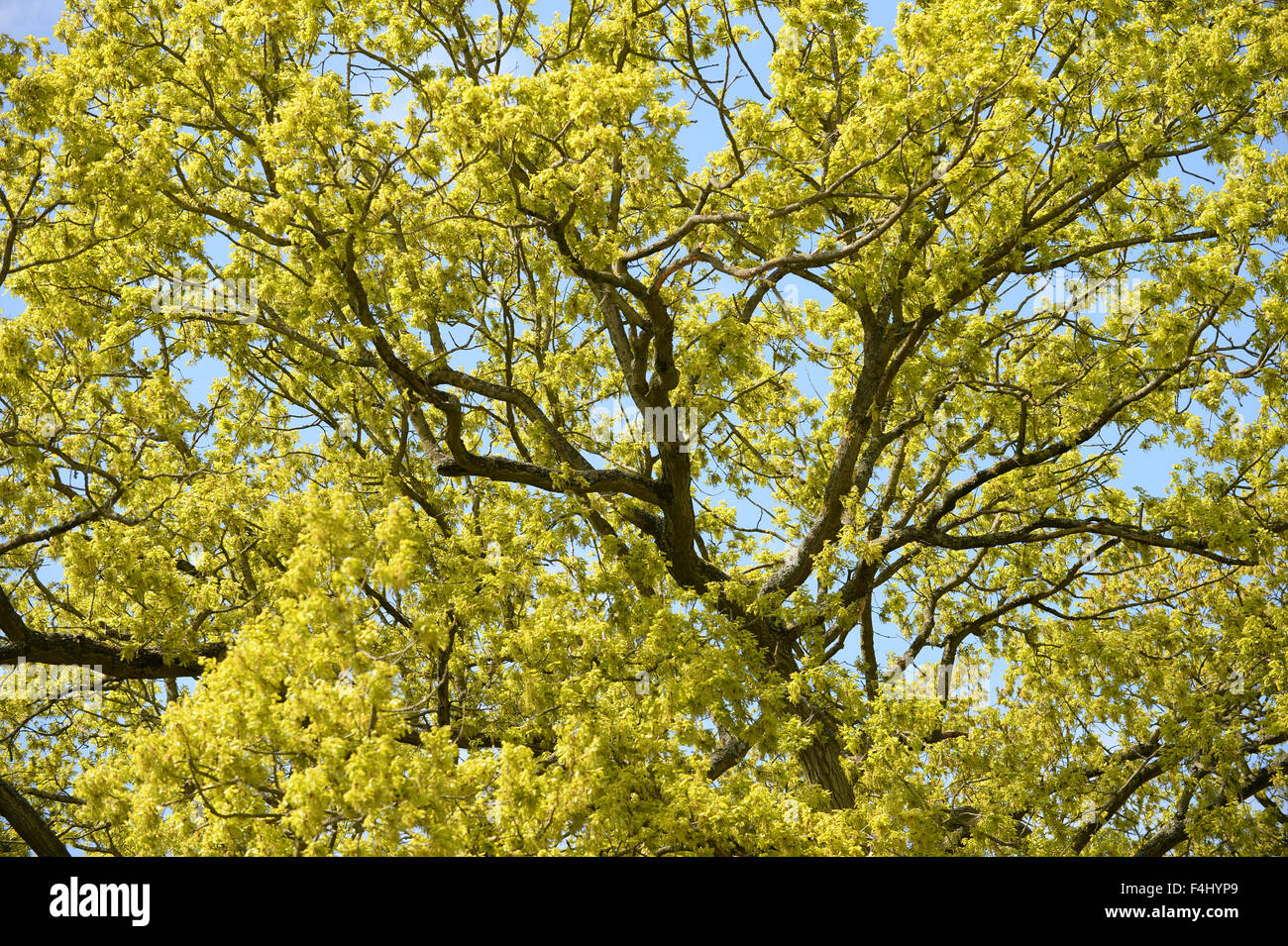 Spring budding oak tree hi-res stock photography and images - Alamy