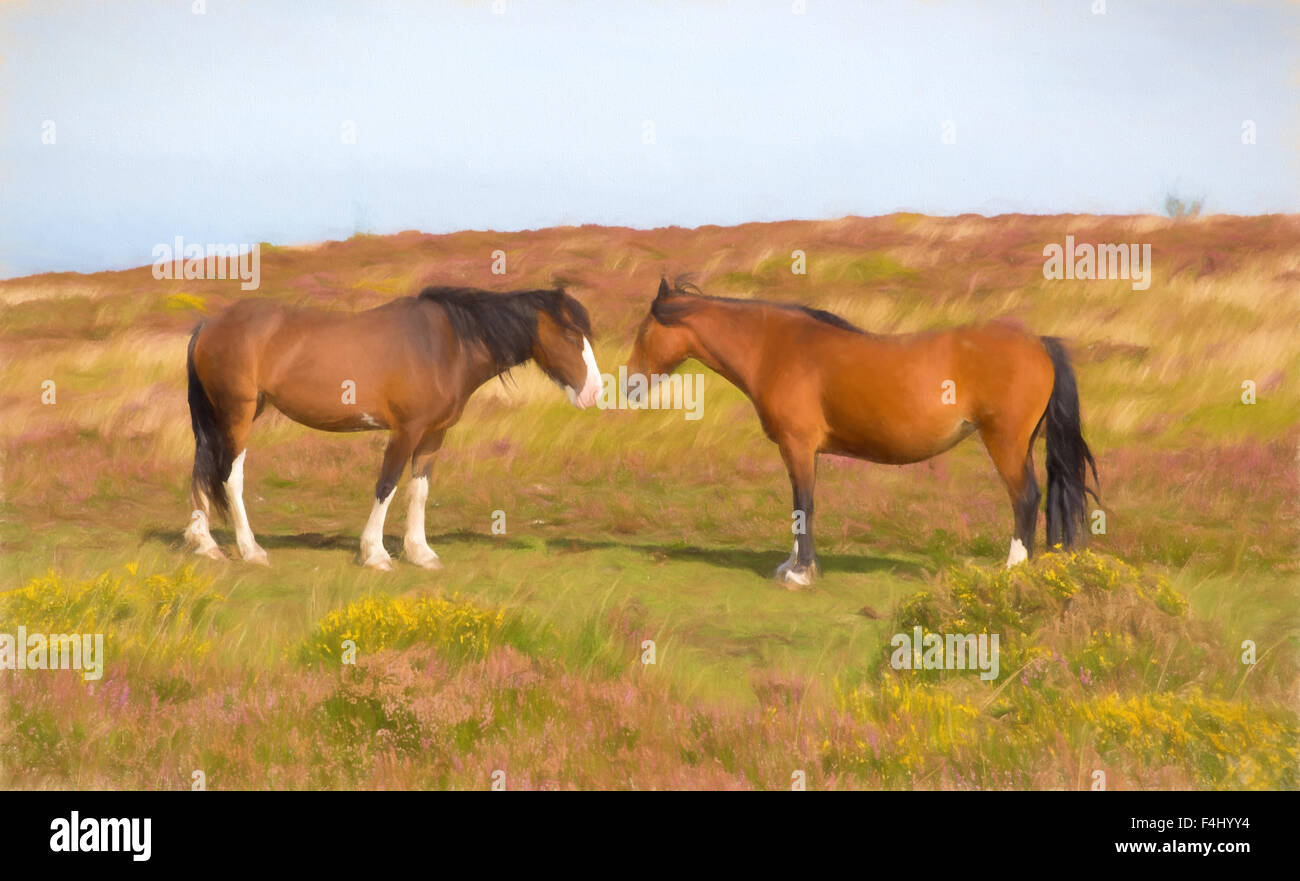 Two ponies touching noses in a field with purple heather Stock Photo ...