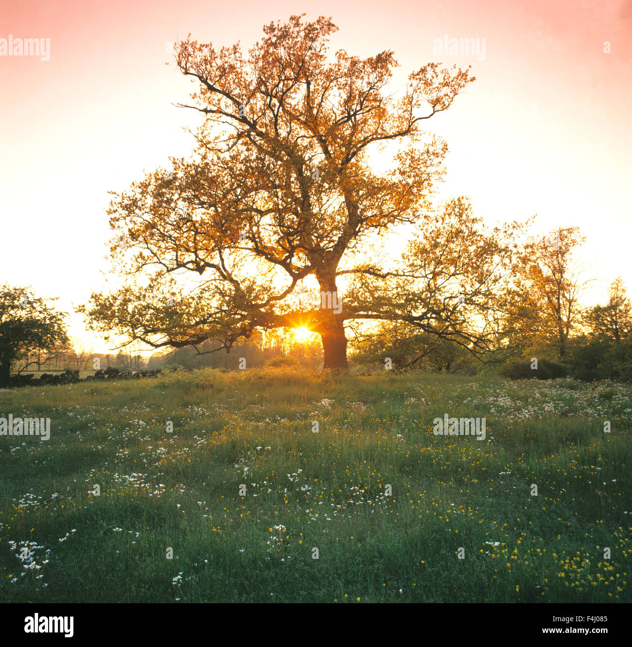 A oak tree in the morning Stock Photo - Alamy