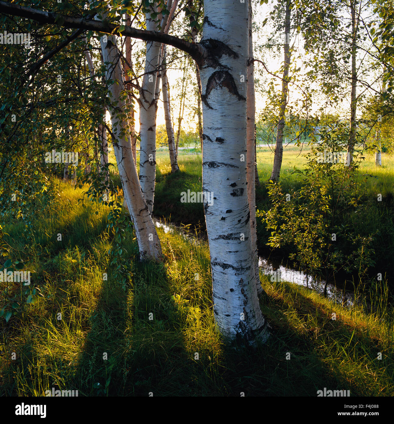 A birch forest Stock Photo - Alamy