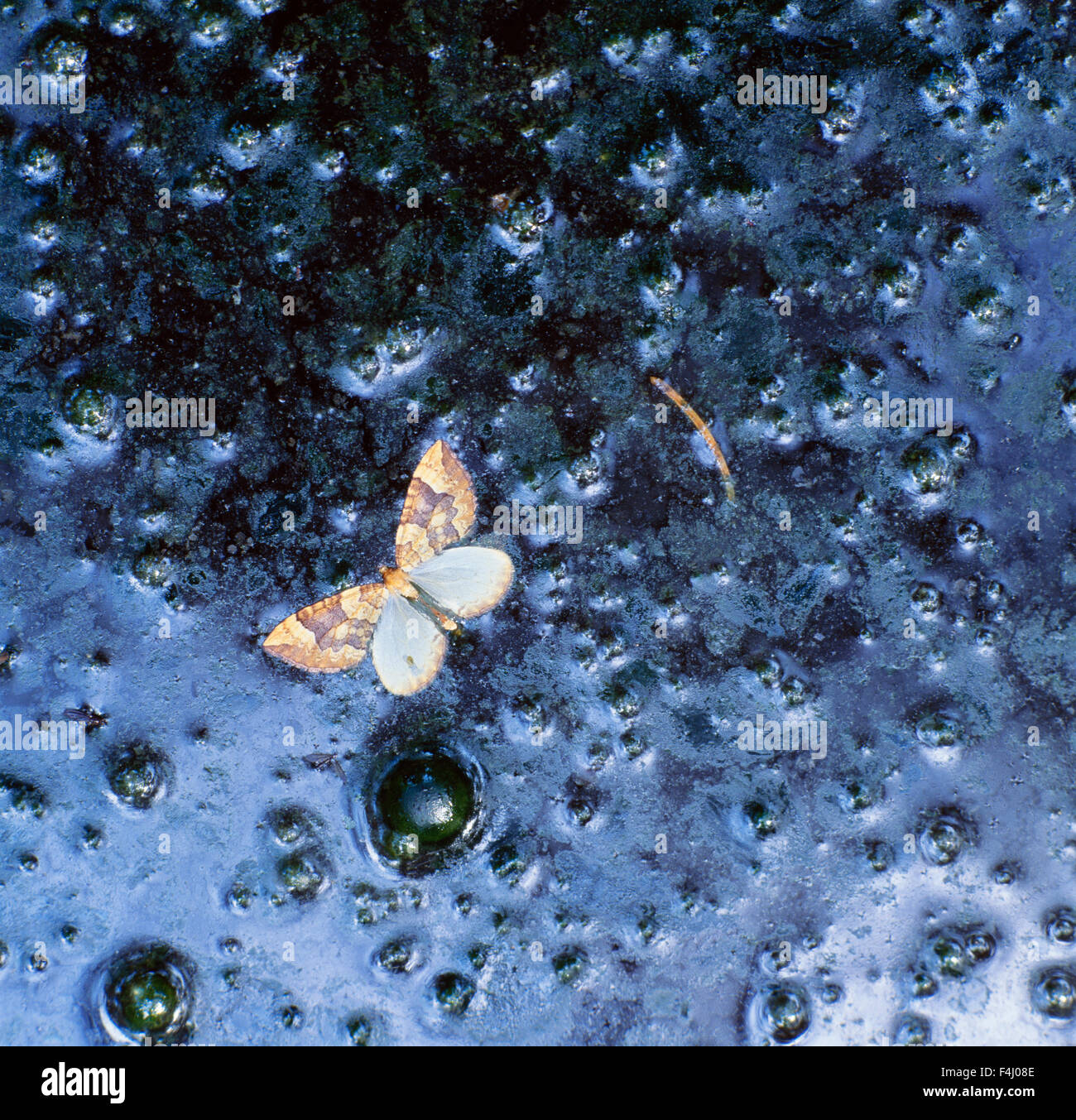 Fossil moth hi-res stock photography and images - Alamy