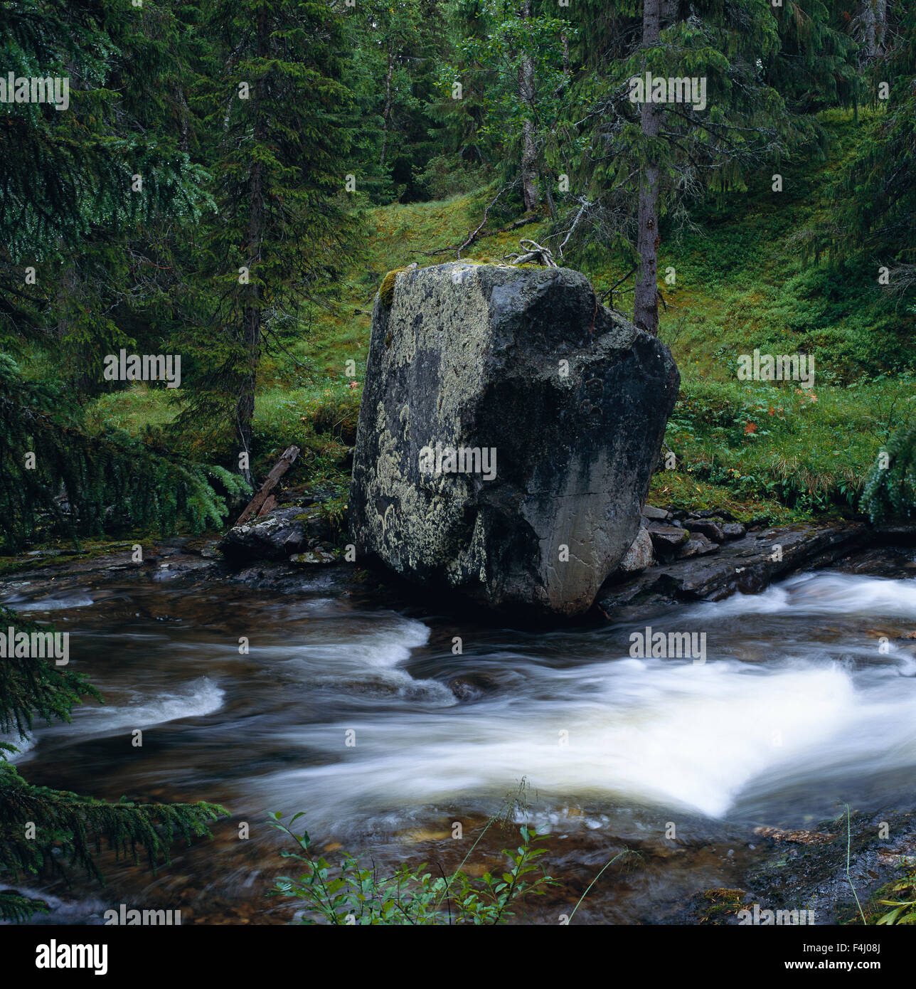 River in virgin forest Stock Photo - Alamy