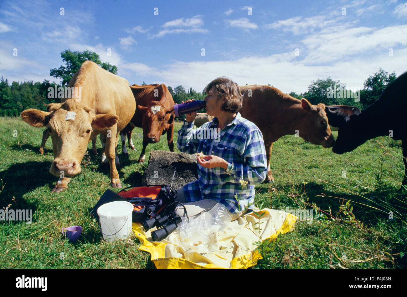 A woman with cows Stock Photo - Alamy