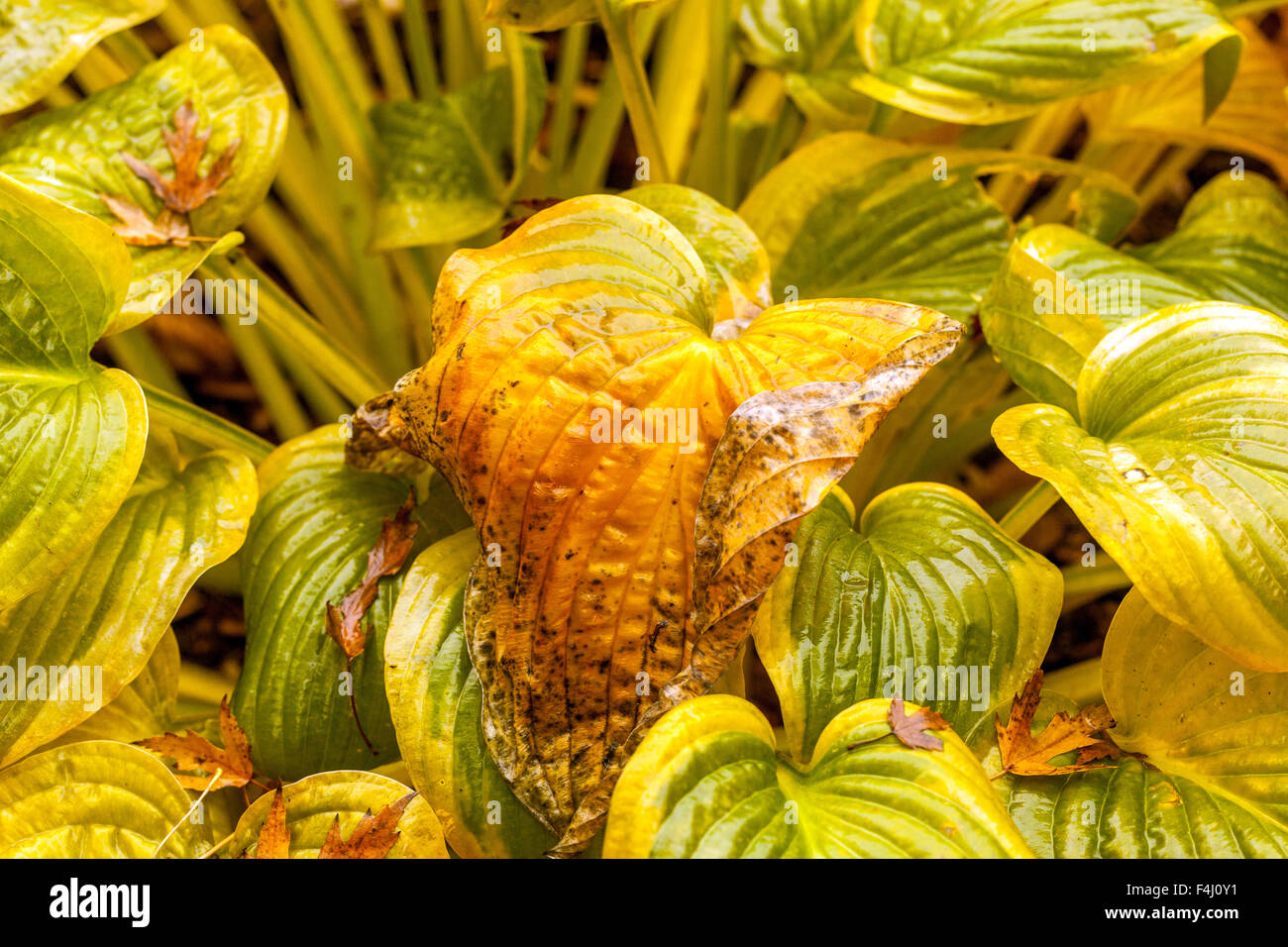 Hosta plant leaves - autumn colours Stock Photo - Alamy