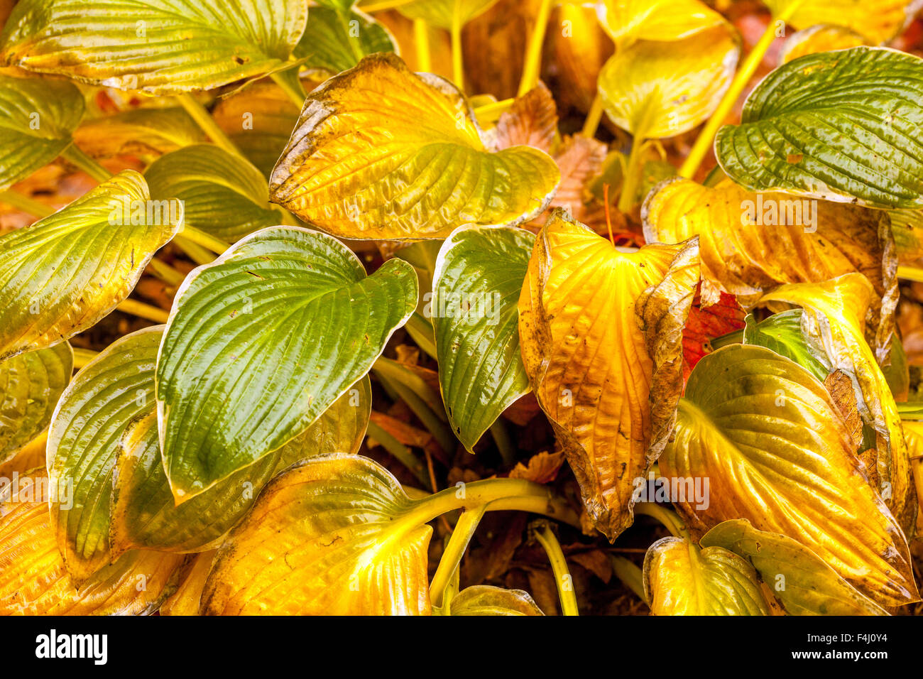 Hosta plant leaves - autumn colors Yellowing Stock Photo - Alamy