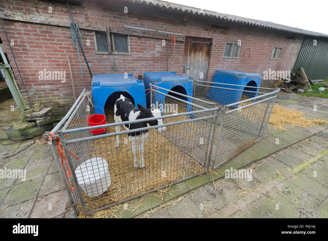 Poor single calf at the farm Stock Photo - Alamy