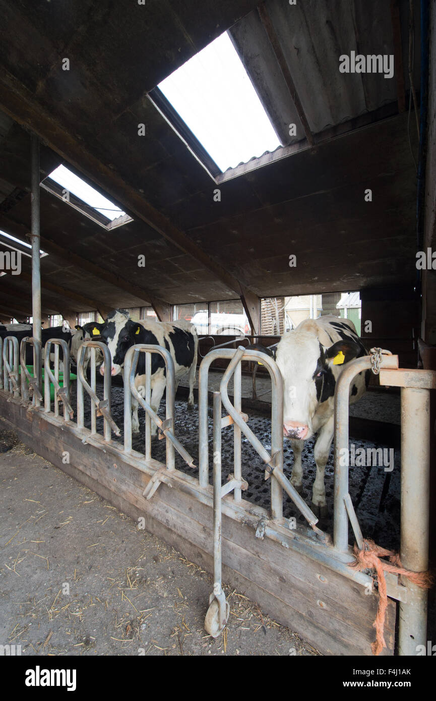 Row cows in the farmers stable Stock Photo - Alamy