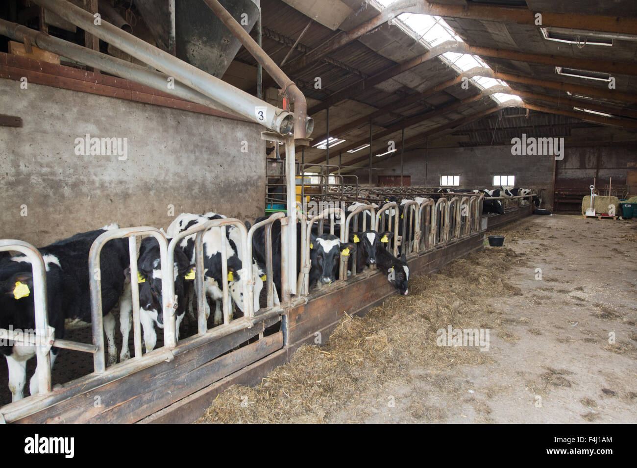 Stable of cows hi-res stock photography and images - Alamy
