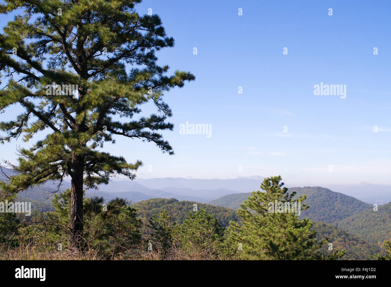 Single pine tree hi-res stock photography and images - Alamy