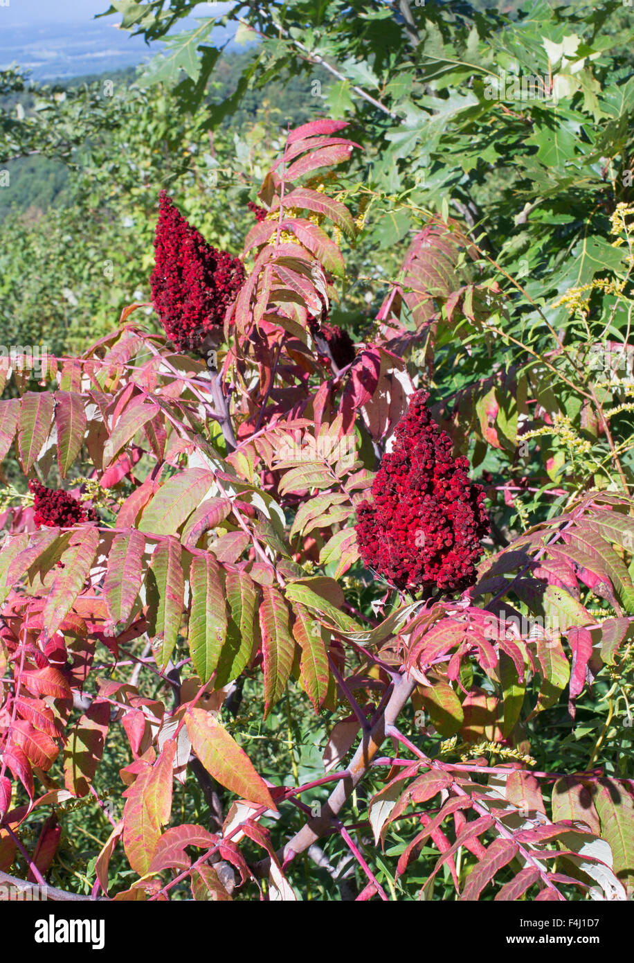 Rhus Typhina in bloom along the Skyline Drive, Shenandoah National Park ...