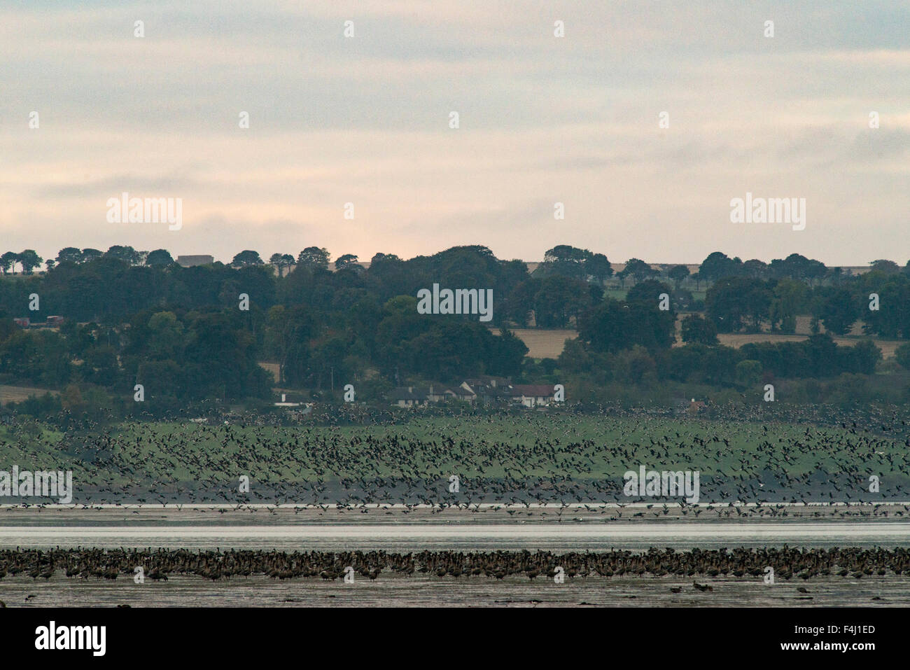 Montrose Basin Wildlife Reserve, Scotland, UK. 18th Oct, 2015. A new ...