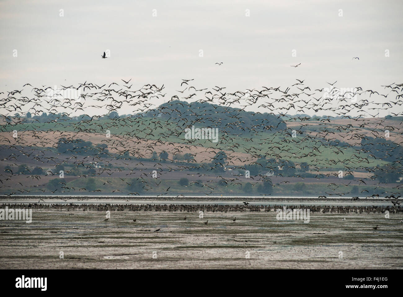 Montrose Basin Wildlife Reserve, Scotland, UK. 18th Oct, 2015. A new ...