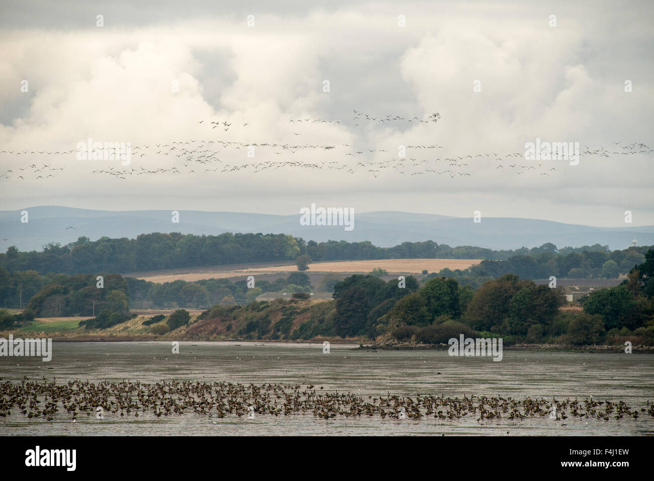 Montrose Basin Wildlife Reserve, Scotland, UK. 18th Oct, 2015. A new ...