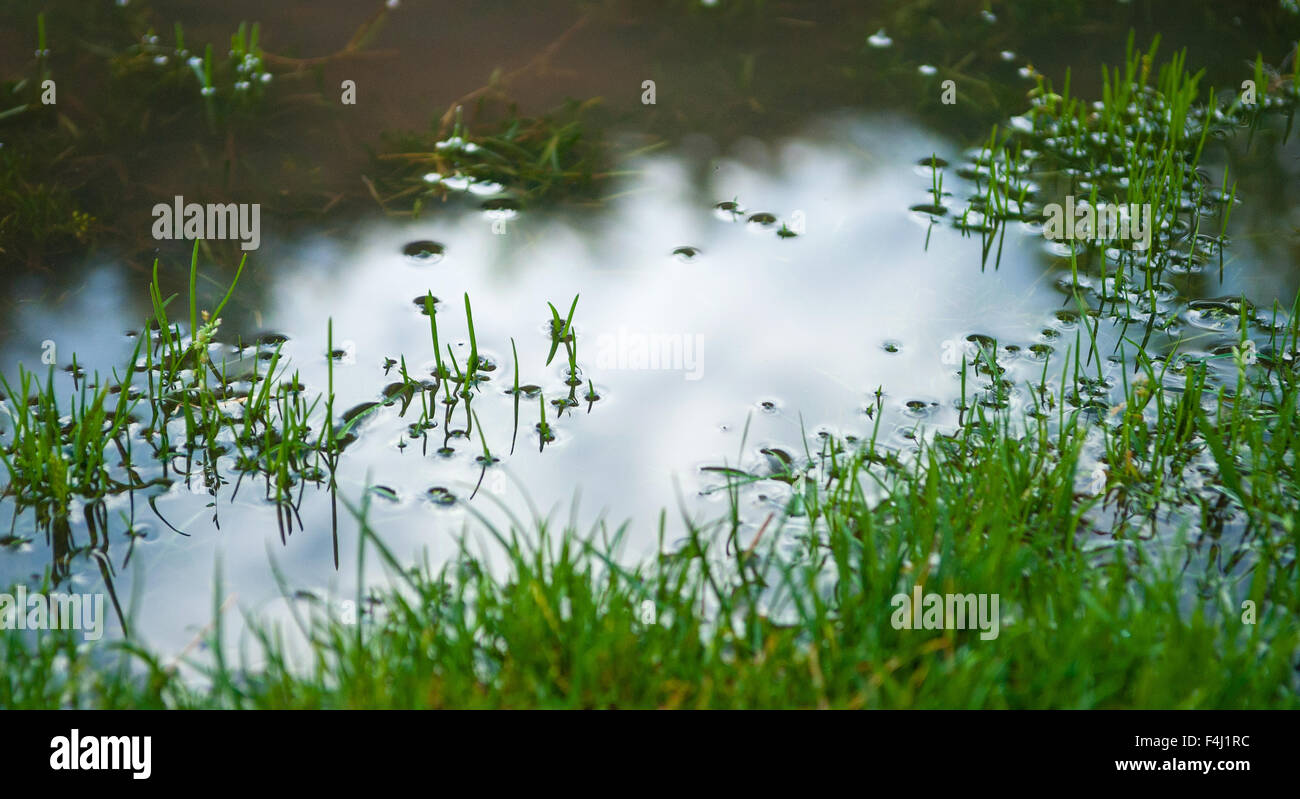 Still surface of puddle in flooded grass, reflecting sky Stock Photo ...