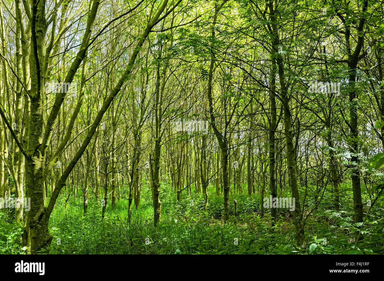 Multiple vertical tree trunks in woods with undergrowth at ground level ...