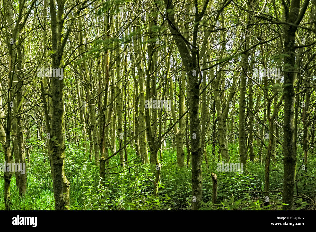 Multiple vertical tree trunks in woods with undergrowth at ground level ...