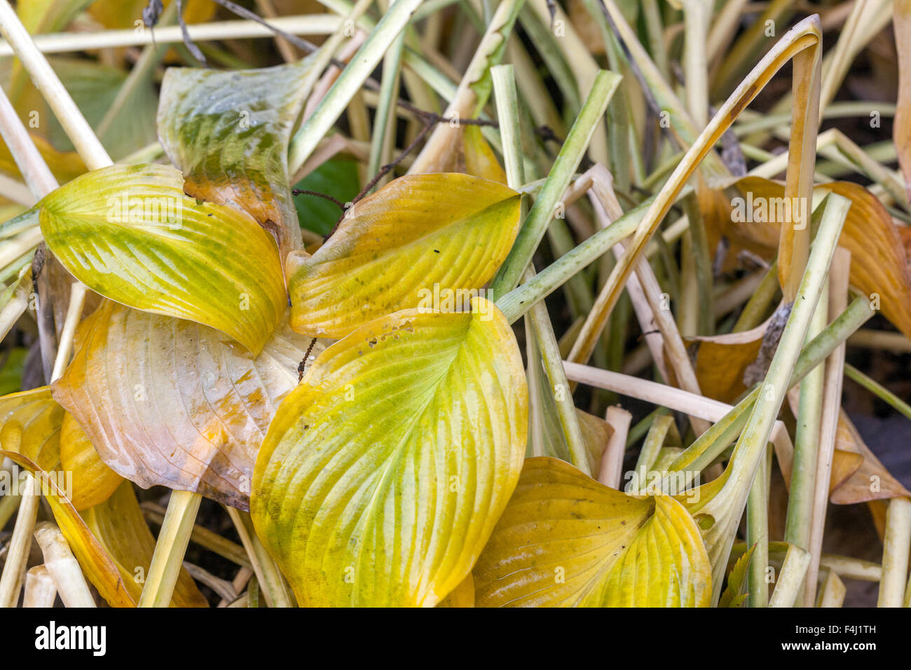Hosta plant leaves - autumn colours Stock Photo - Alamy