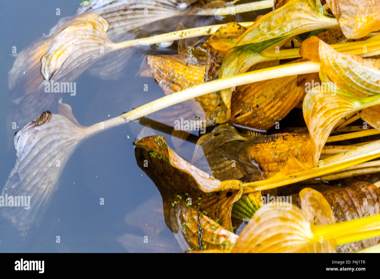 Hosta leaves fall in water hosta leaves on water Stock Photo - Alamy