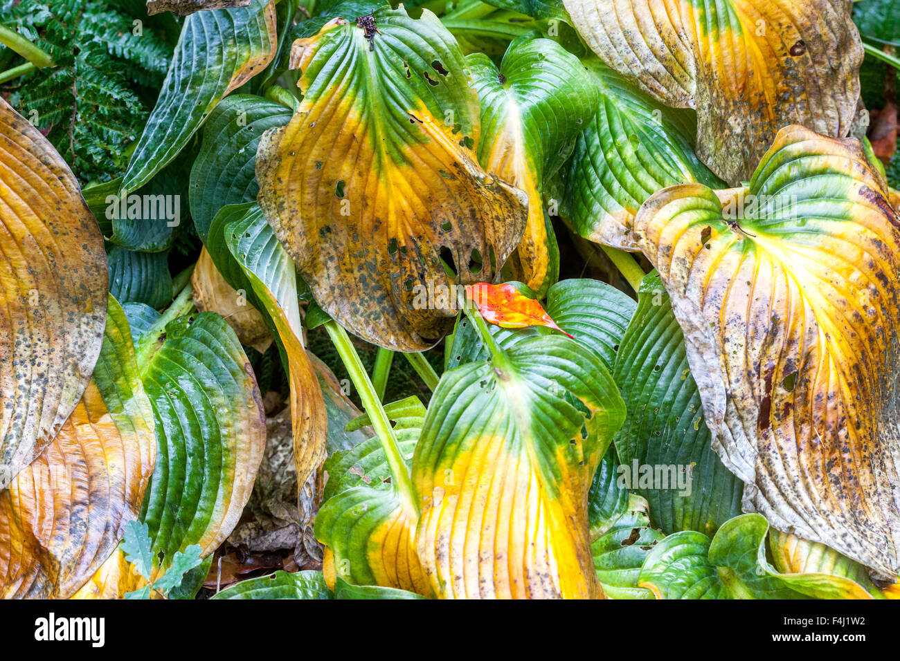 Hosta plant leaves - autumn colors Stock Photo - Alamy