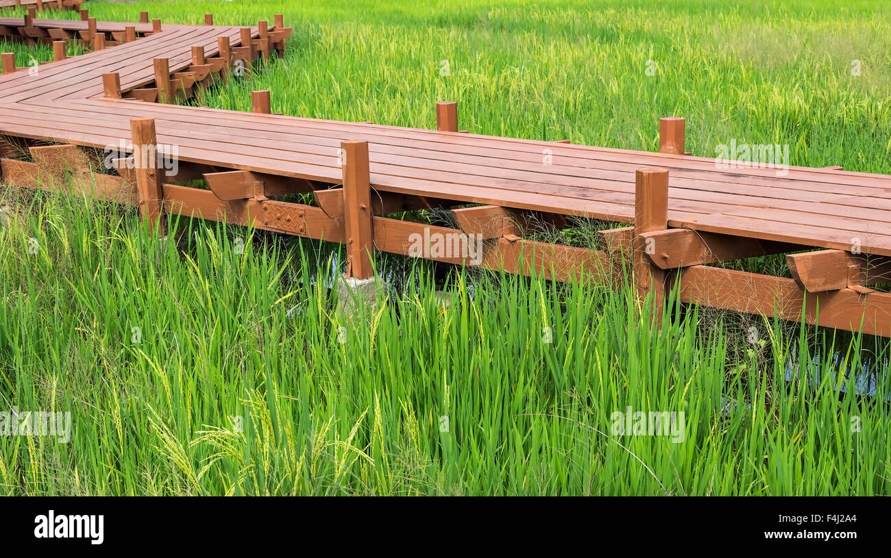 wooden platform through paddy field Stock Photo - Alamy