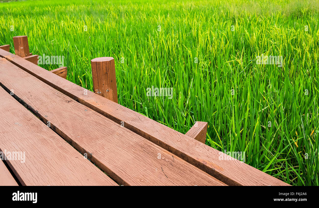 wooden platform through paddy field Stock Photo - Alamy