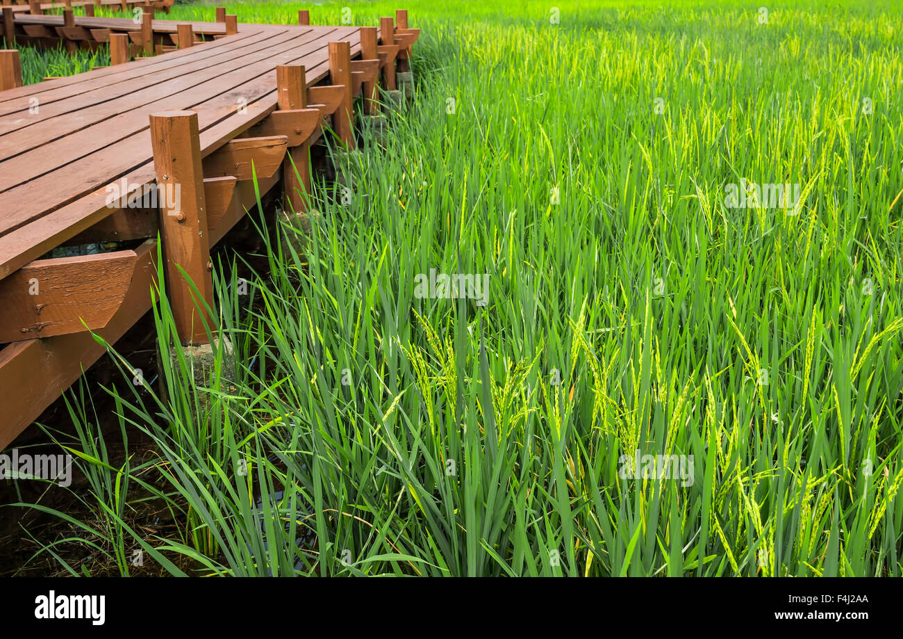 wooden platform through paddy field Stock Photo - Alamy
