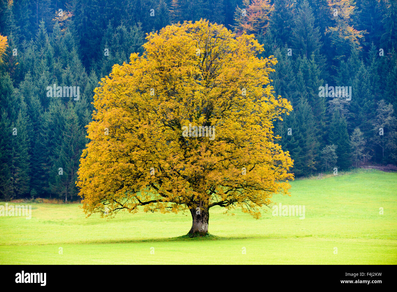 Autumn scene maple tree hi-res stock photography and images - Alamy