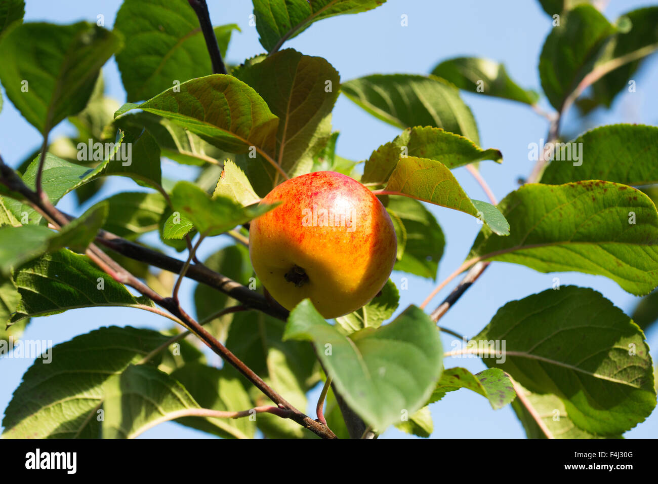 close up shot of an apple on a tree Stock Photo - Alamy