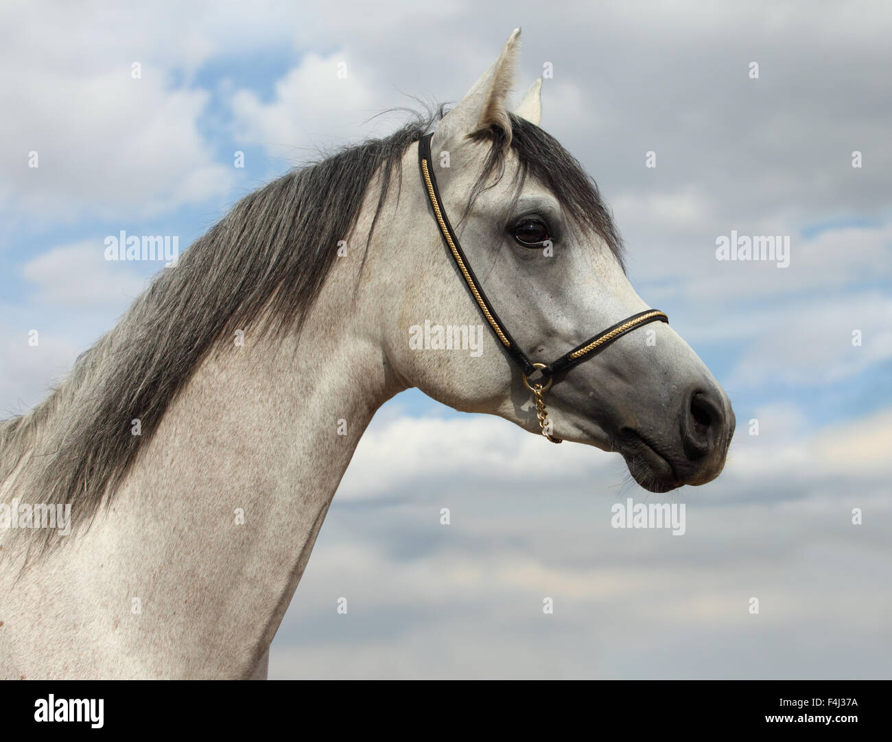 Portrait of purebred gray Arabian stallion on sky background Stock ...